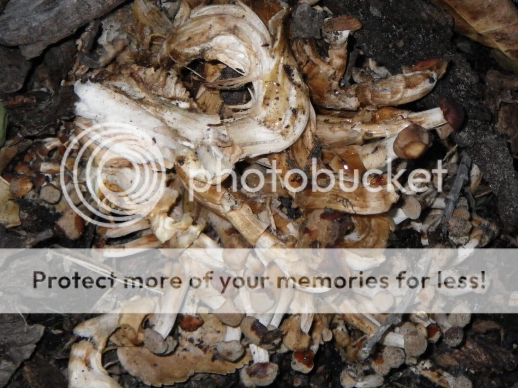 OKLAHOMA Psilocybin mushroom or Cubensis GOLD ??? - Mushroom Hunting ...