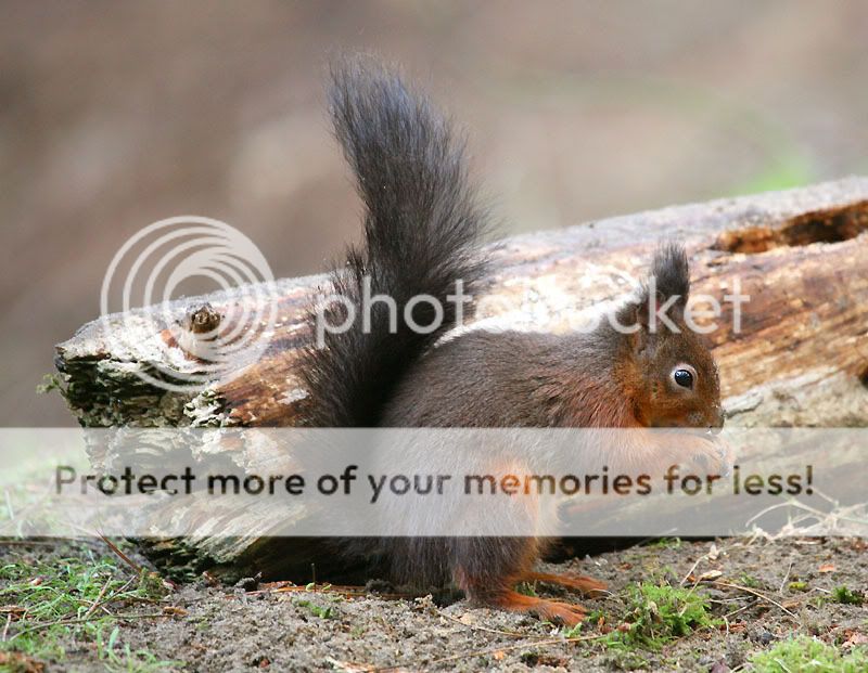 Adorable red tree-rats -- Wildlife in photography-on-the.net forums
