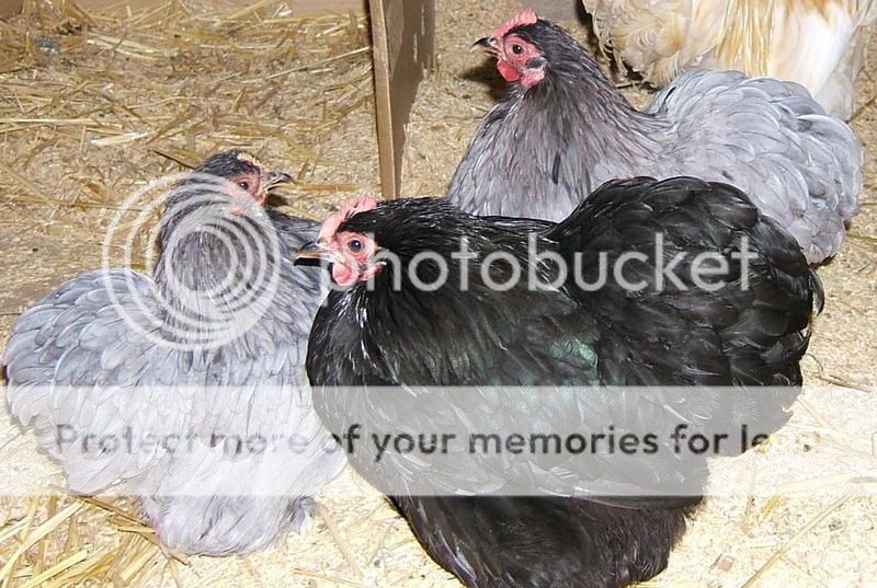 Backyard Poultry Forum • View topic - pekin bantam colors