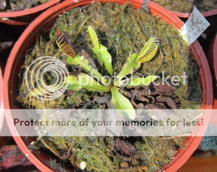Sick VFT - FlyTrapCare Forums