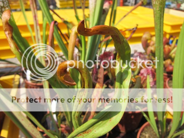 Sick VFT - FlyTrapCare Forums