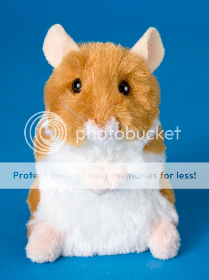 Dash Hamsters! | Kia Forum