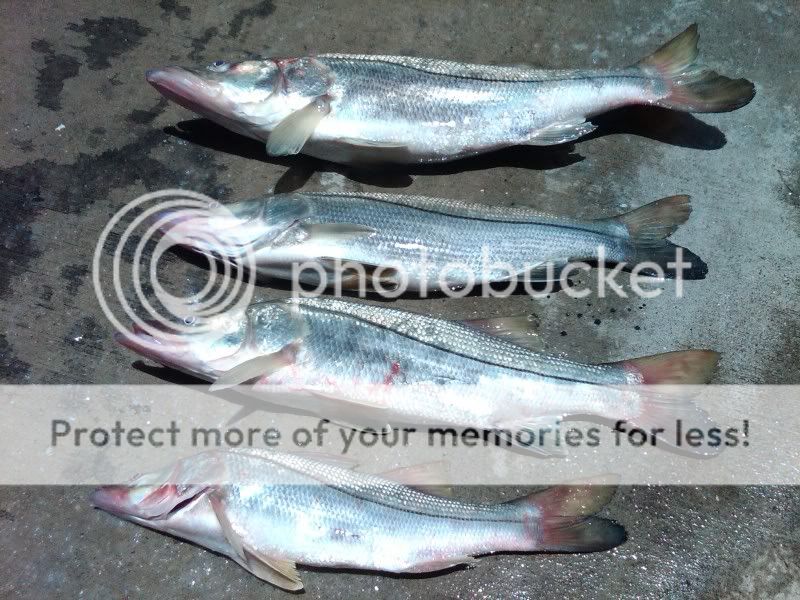 Guantanamo Bay Cuba, Guantanamo River Snook | Bloodydecks