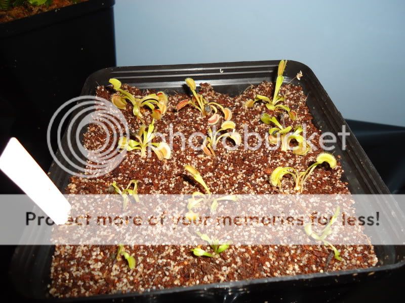 New and Updated pictures - FlyTrapCare Forums