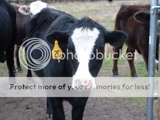 Brockle, goggled, mottled, etc PICs | CattleToday.com - Cattle, Cow ...