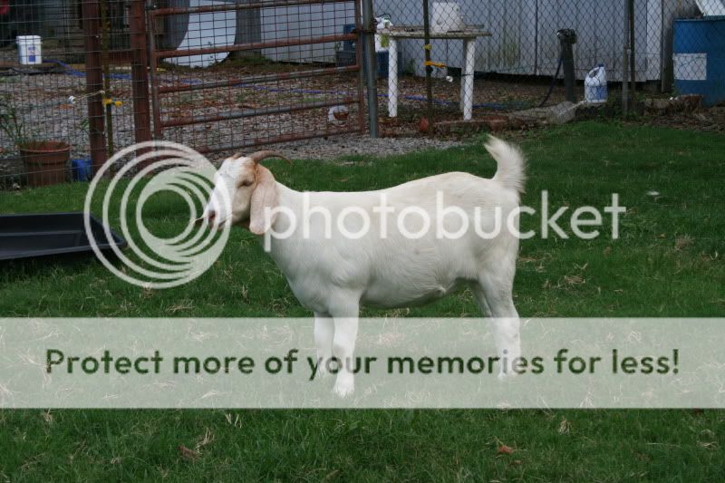 goat forum? | CattleToday.com - Cattle, Cow & Ranching Community