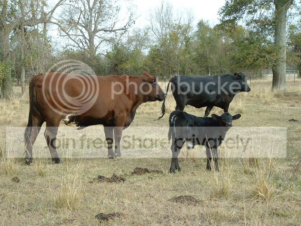 Angus Bull on Beefmaster Cows | CattleToday.com - Cattle, Cow ...