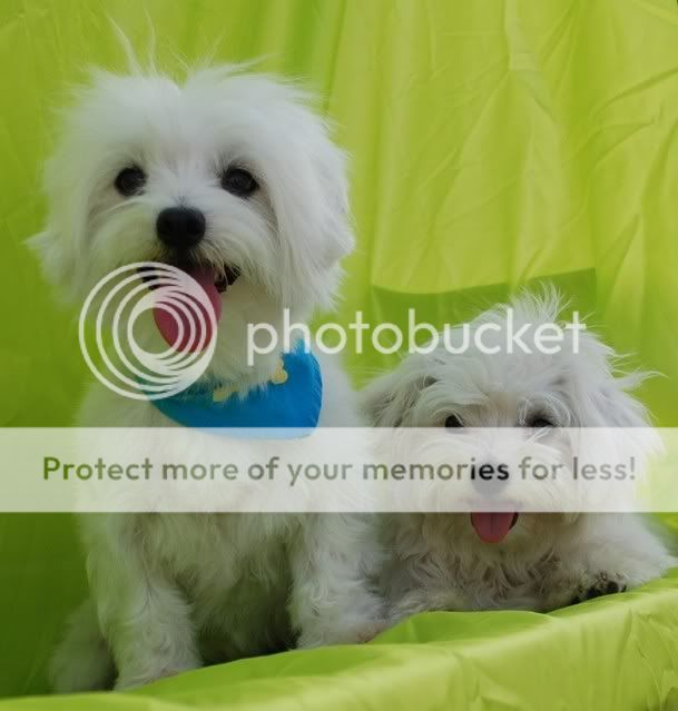 Maltese Smile | Maltese Dogs Forum : Spoiled Maltese Forums