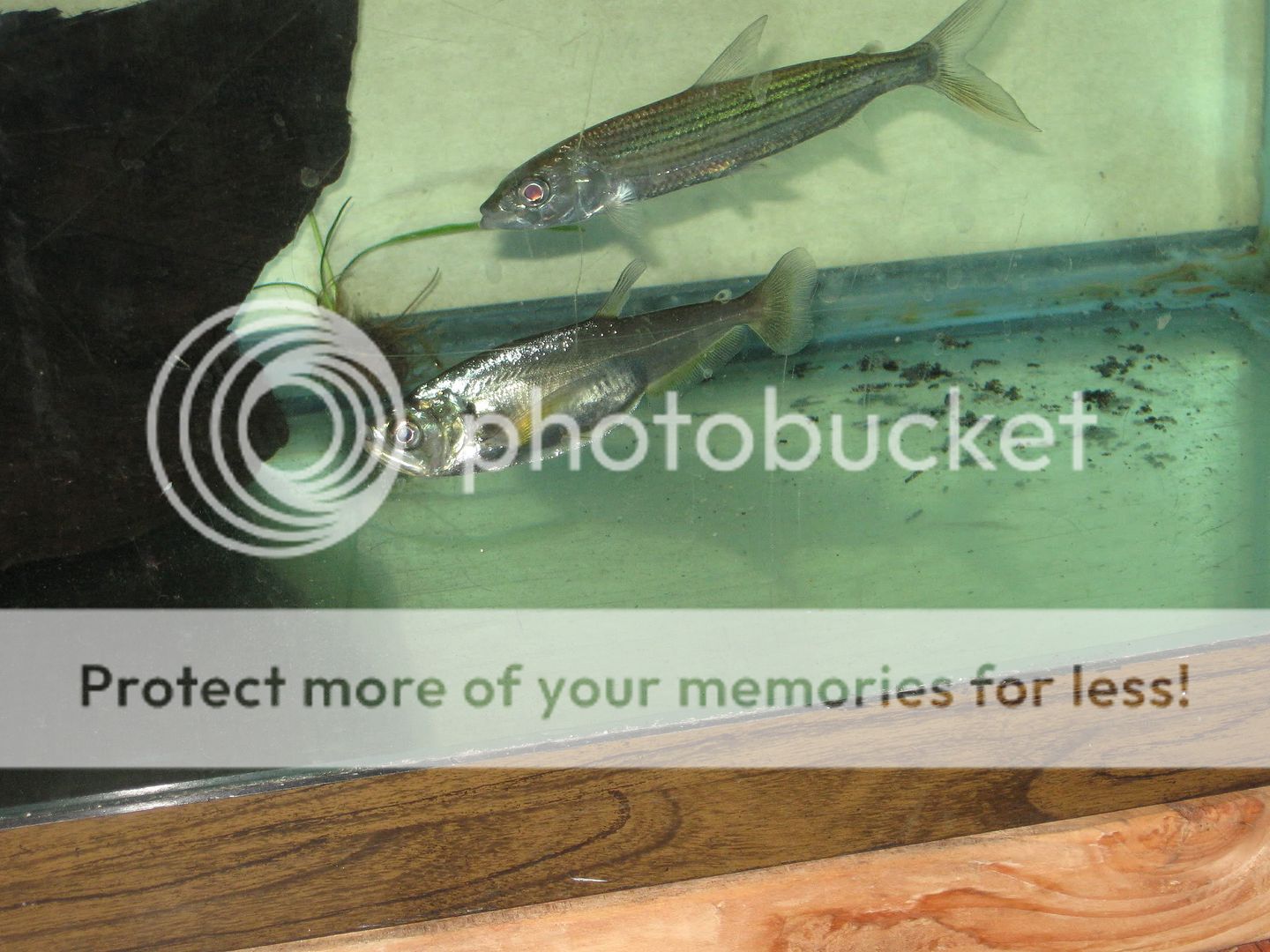 ATF and Payara price?? | MonsterFishKeepers.com