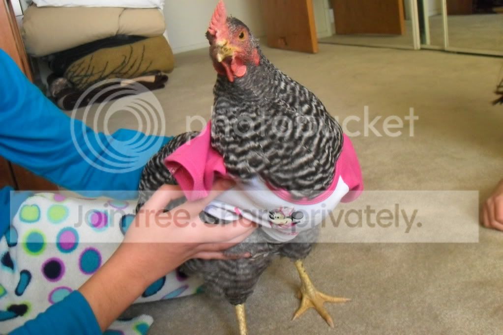 Why build-a-bear... | BackYard Chickens - Learn How to Raise Chickens