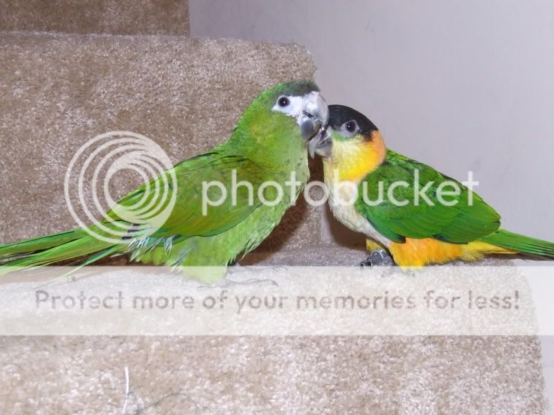 Caique questions.... | Avian Avenue Parrot Forum