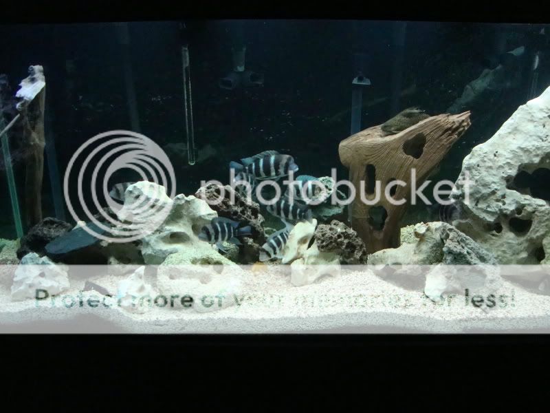220 Tanganyika Tank | MonsterFishKeepers.com
