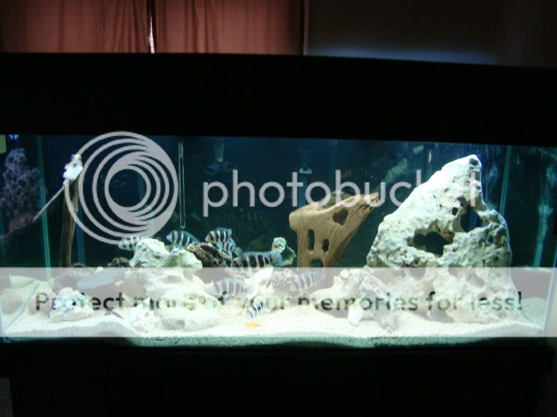 220 Tanganyika Tank | MonsterFishKeepers.com