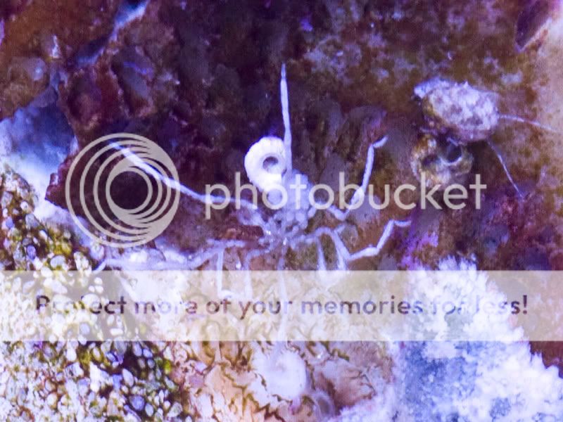 LPS evil....must see!! - zeovit.com