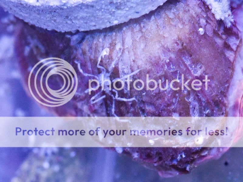 LPS evil....must see!! - zeovit.com