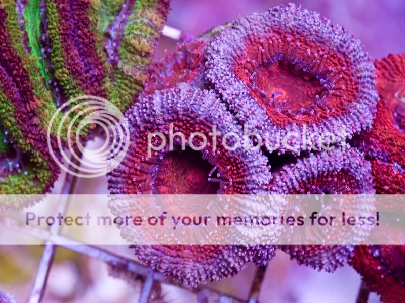 This week is HOT for Corals! - zeovit.com