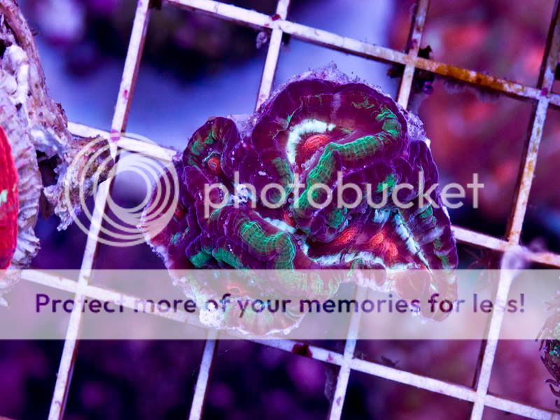 This week is HOT for Corals! - zeovit.com