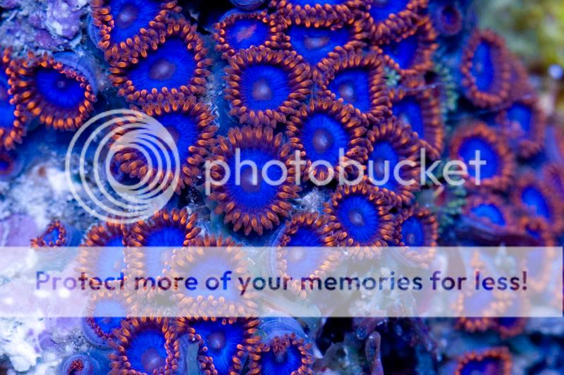 November eye Candy - zeovit.com