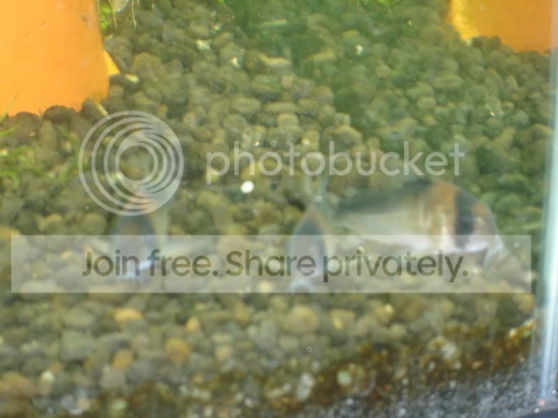 Sliding Glass Top how-to | The Planted Tank Forum